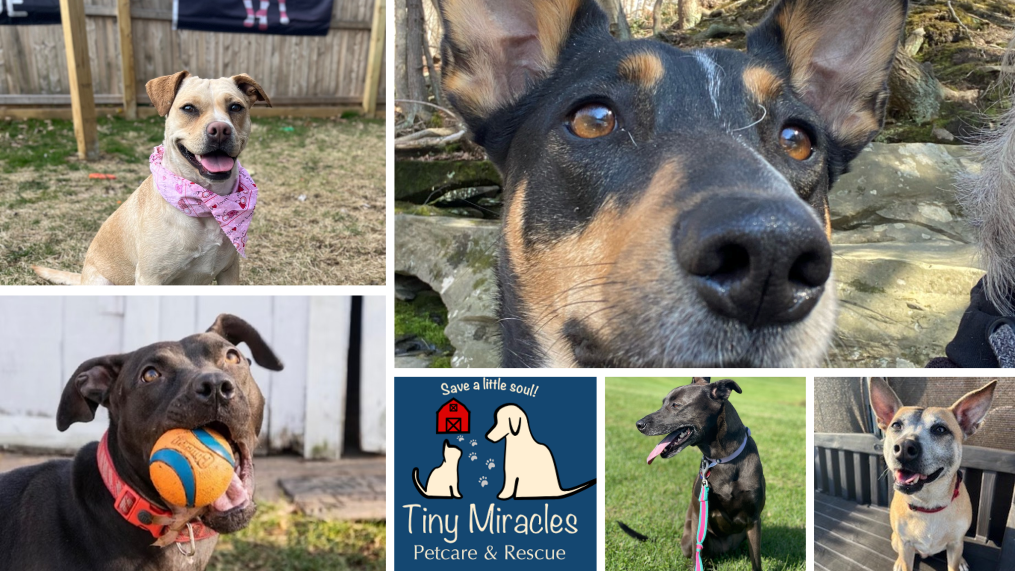 Join JBT in Supporting Tiny Miracles: A Beacon of Hope for Pets in Need ...